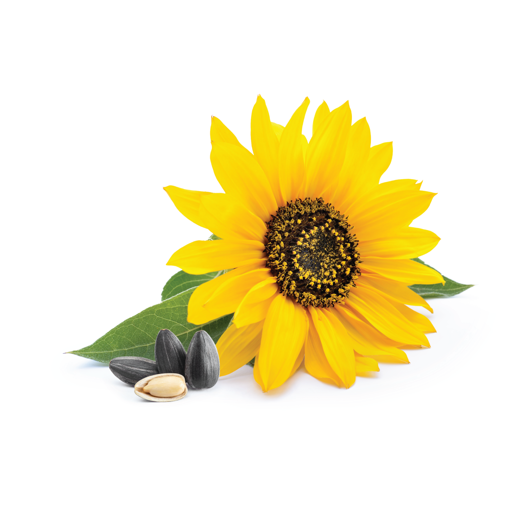 YesHealth | Affordable Science-Based Supplements